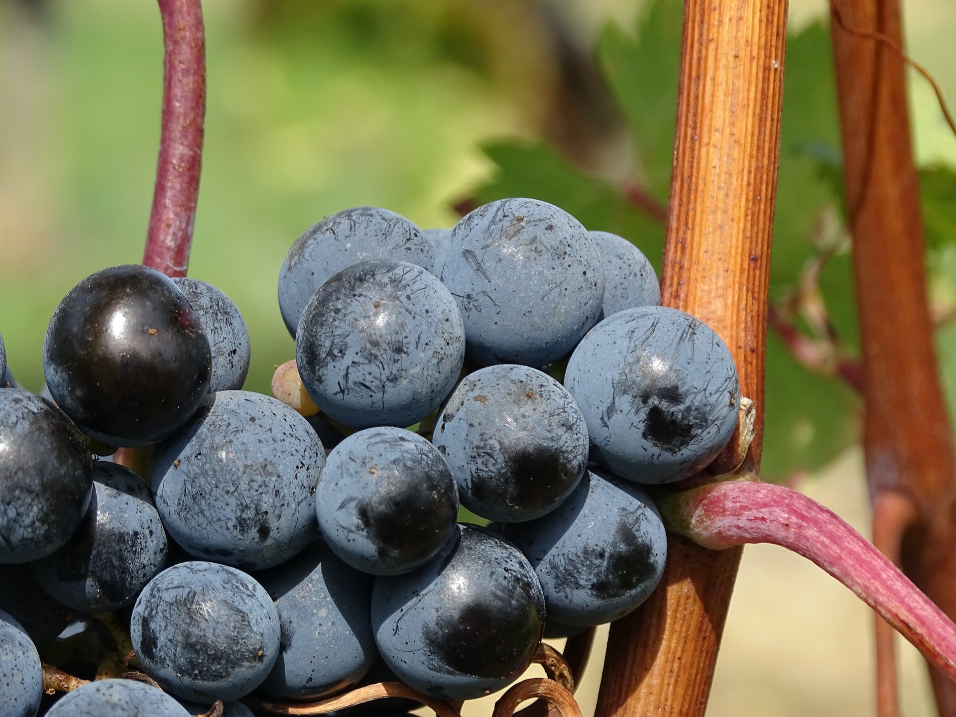 Enoteca Sydney – European wine importer and wholesaler
